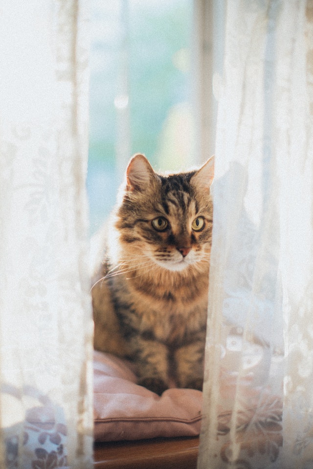 Cat Trees in Banff and Canmore - Finding Cat Condos in the Rockies ...